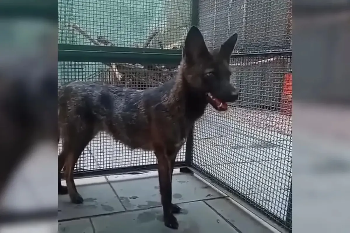 A run-over dog leads to the discovery of a new animal that defies ...