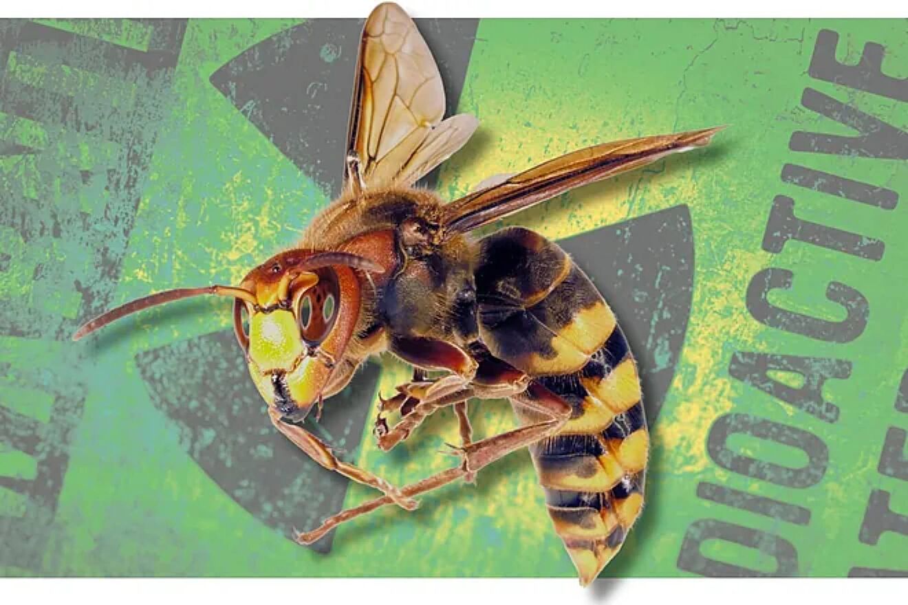 Alert in the United States: Radioactive wasp nest discovered at former ...