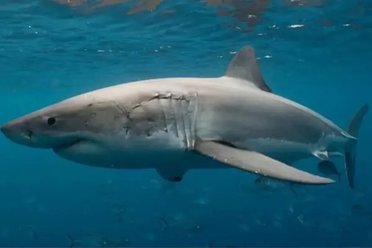 Contender, the largest great white shark ever recorded in Atlantic ...