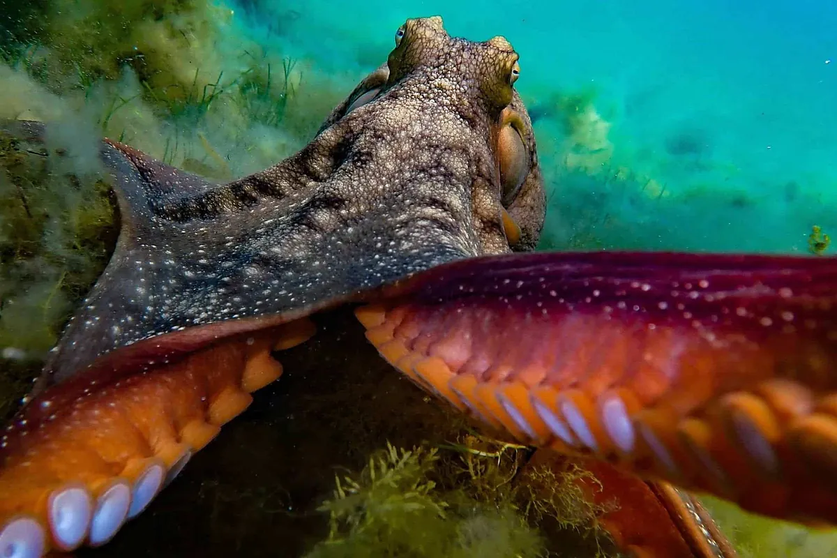Maori Octopus traps swellshark in daring ambush then mysteriously lets ...