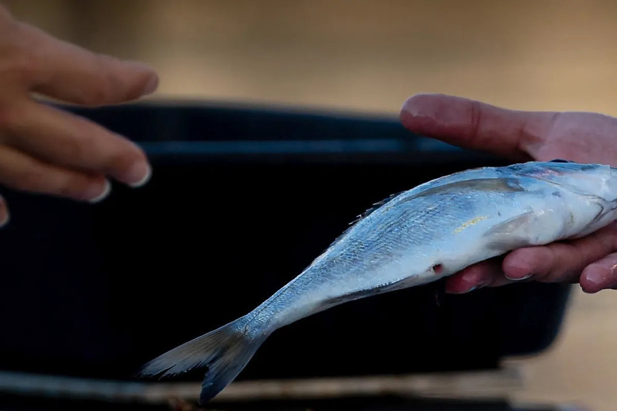 Fish to avoid at all costs, according to experts | Marca